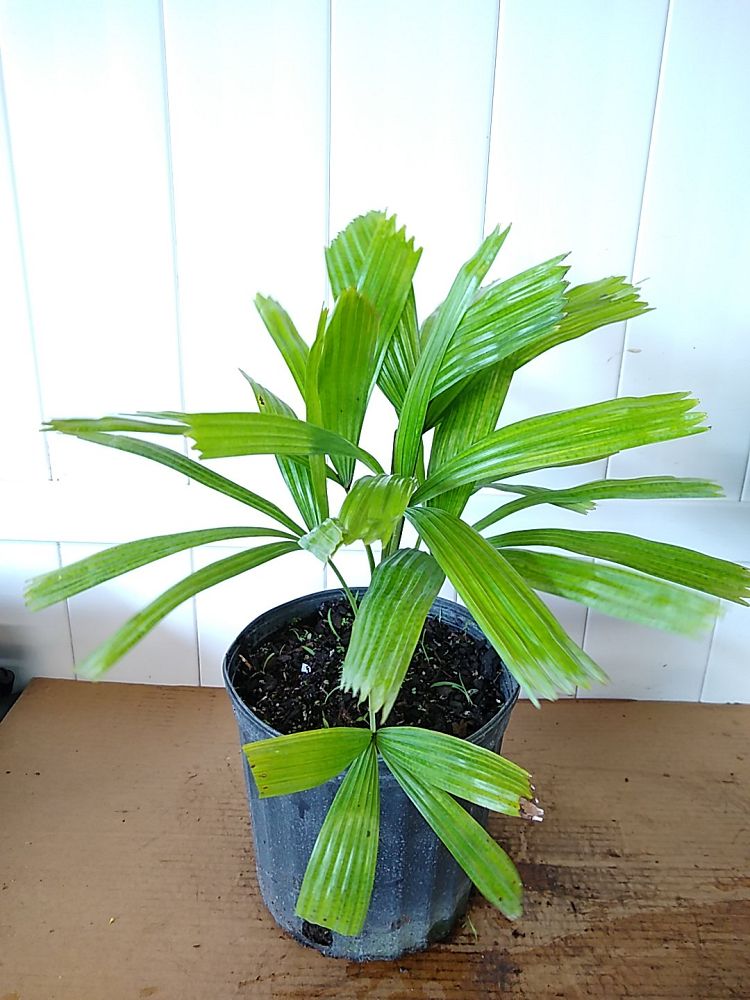 Licuala ramsayi | PlantVine