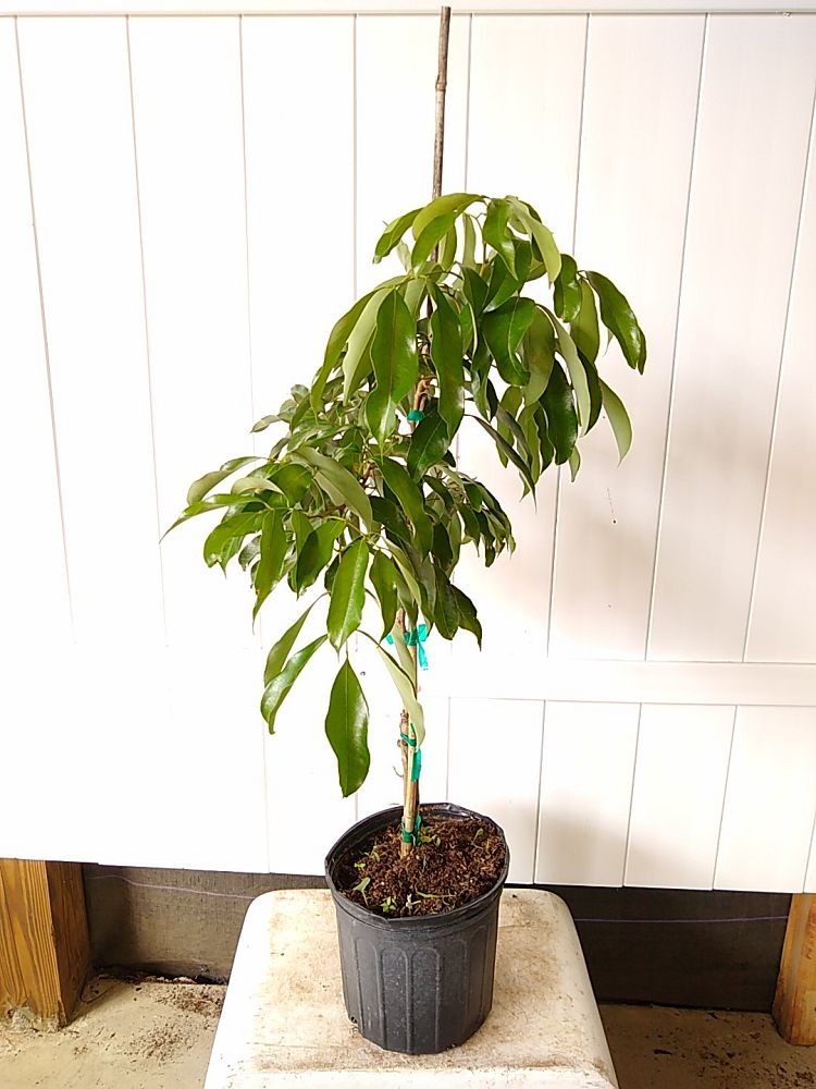 Litchi chinensis, Lychee Nut Tree | PlantVine