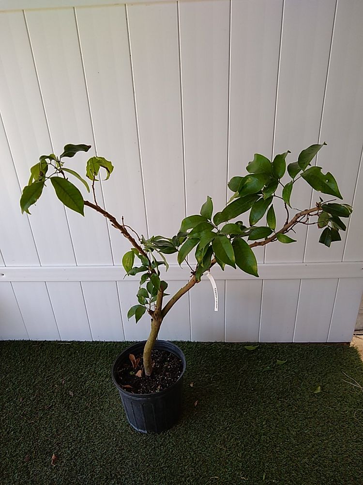 ‘Emperor’ Lychee Nut Tree | PlantVine