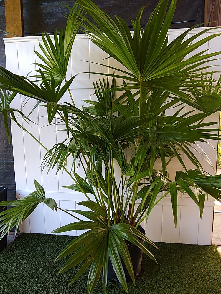 Livistona chinensis, Chinese Fan Palm | PlantVine