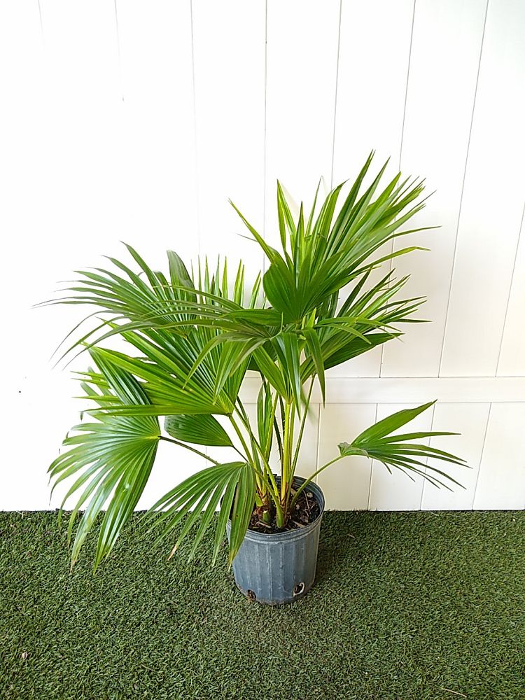 Chinese Fan Palm | PlantVine