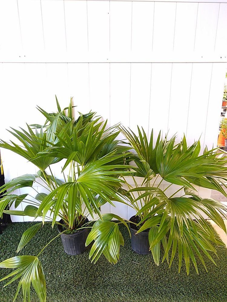 Chinese Fan Palm | PlantVine