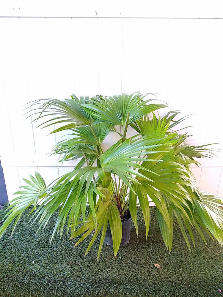 Chinese Fan Palm | PlantVine
