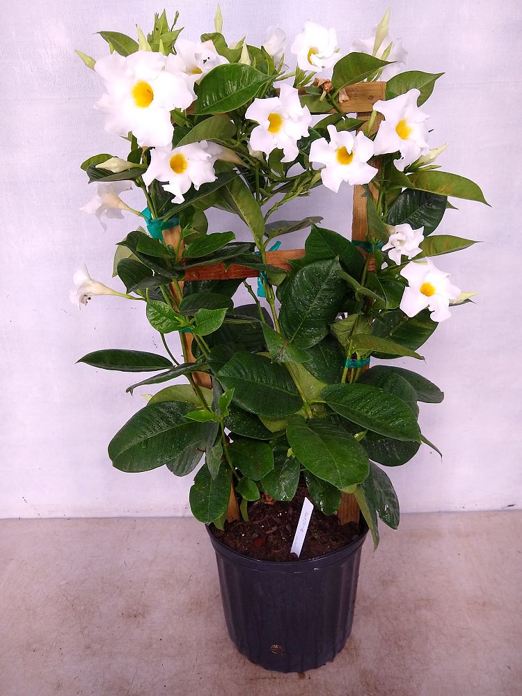 White Mandevilla | PlantVine