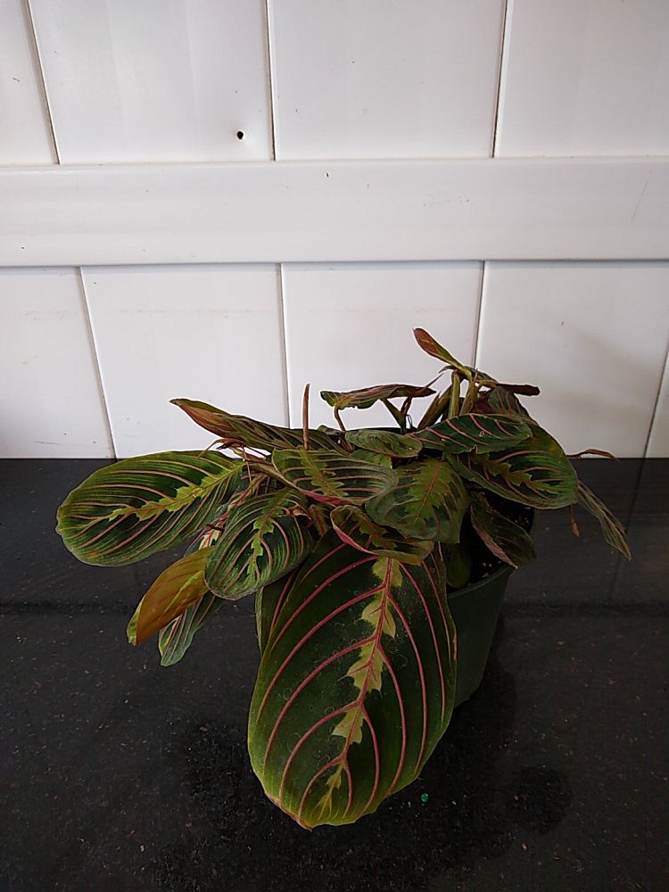 Red Maranta, Maranta leuconeura, Red Prayer Plant | PlantVine