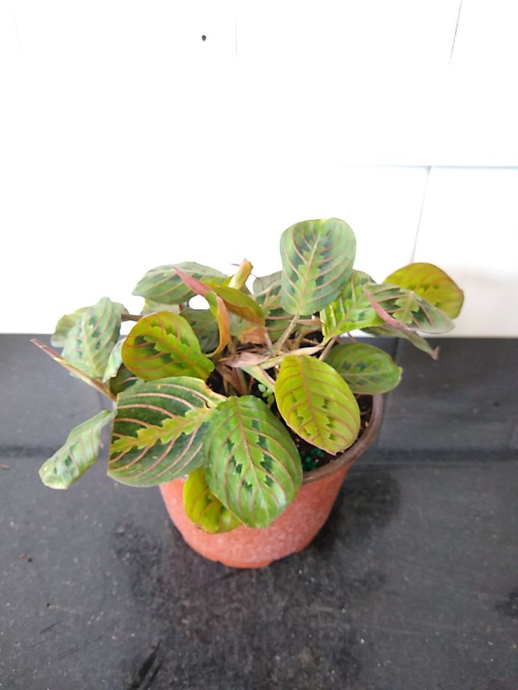 Red Maranta, Maranta leuconeura, Red Prayer Plant | PlantVine