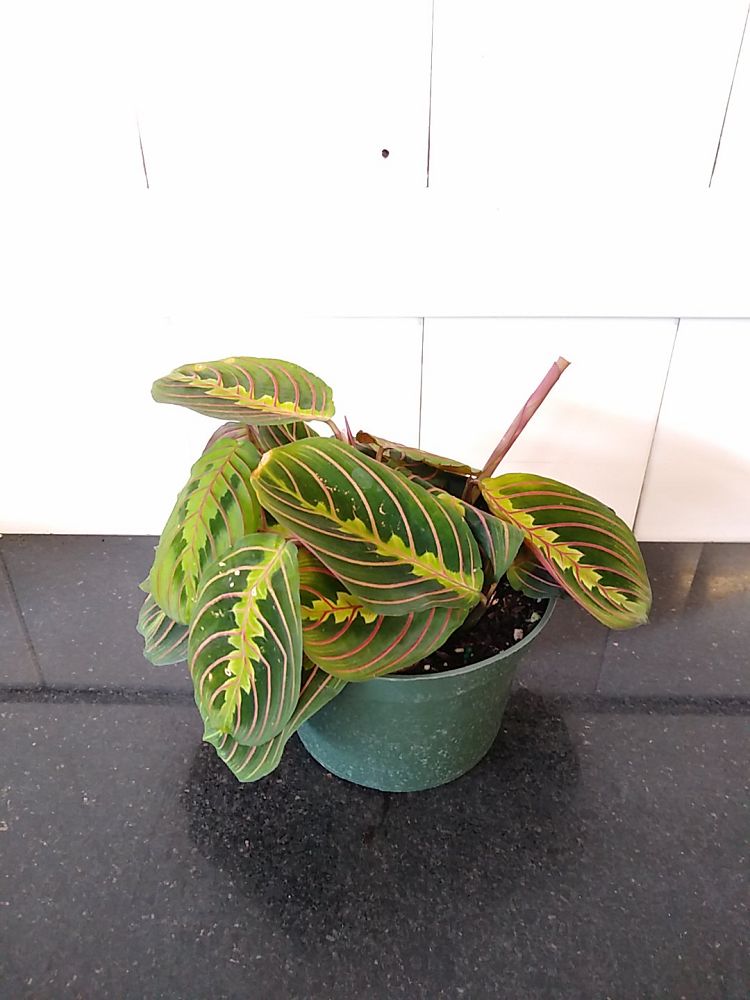 Red Maranta, Maranta leuconeura, Red Prayer Plant | PlantVine