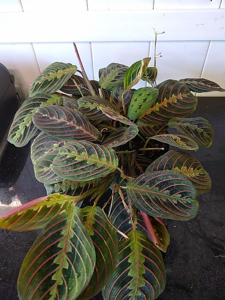 Red Maranta, Maranta leuconeura, Red Prayer Plant | PlantVine