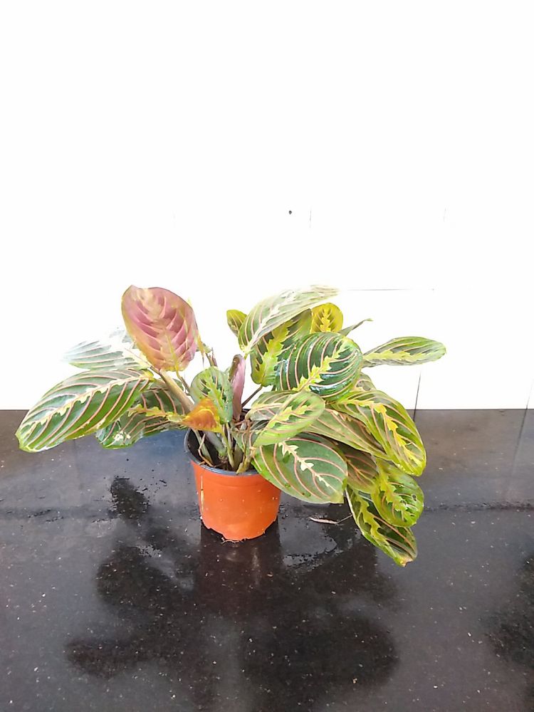 Red Maranta, Maranta leuconeura, Red Prayer Plant | PlantVine