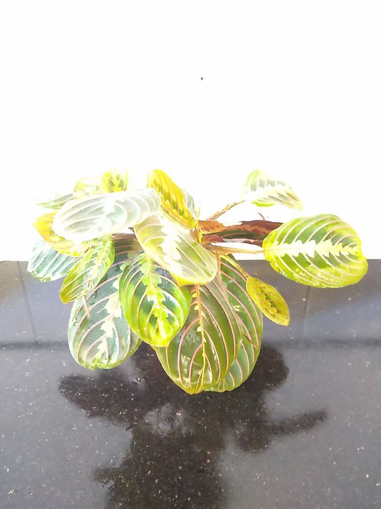 Red Maranta, Maranta leuconeura, Red Prayer Plant | PlantVine
