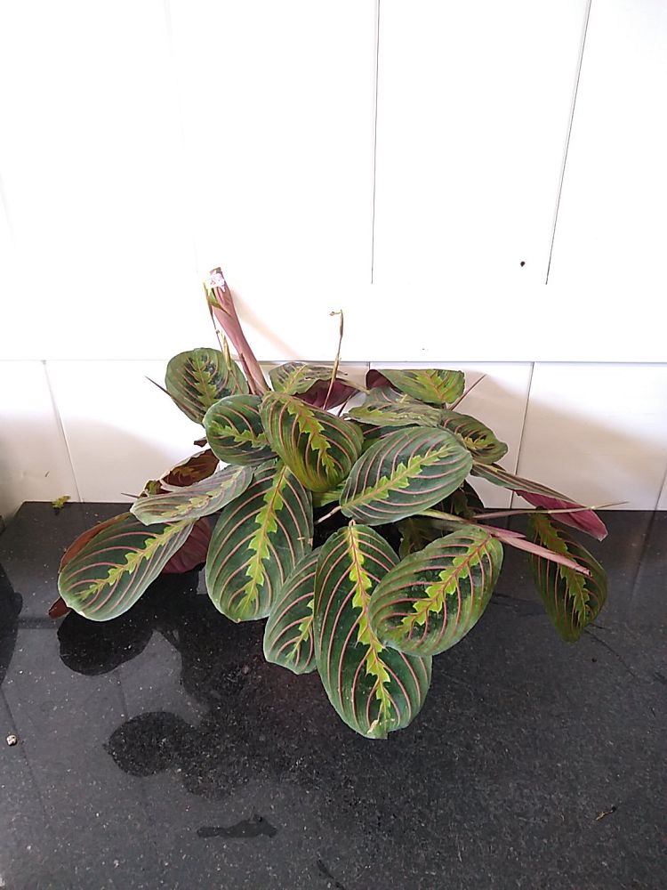 Red Maranta | PlantVine