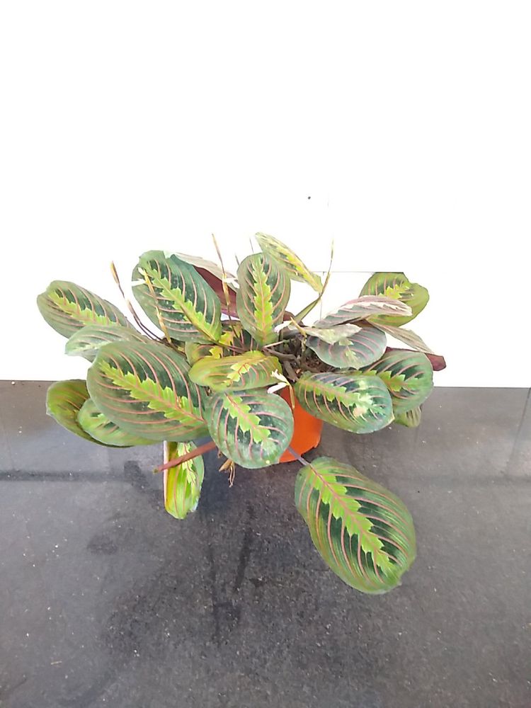 Red Maranta | PlantVine