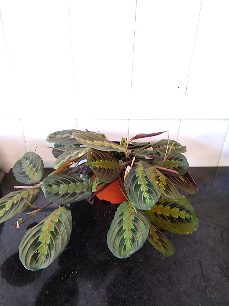 Red Maranta | PlantVine