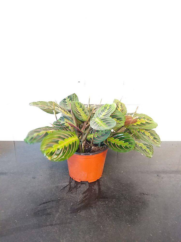 Red Maranta | PlantVine