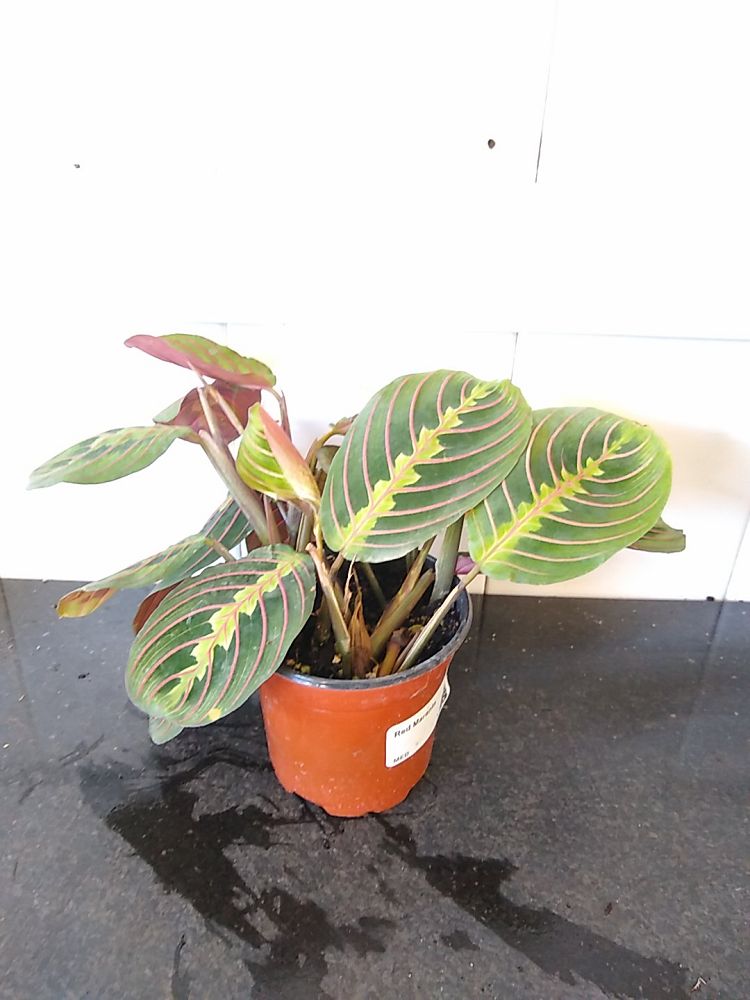 Red Maranta | PlantVine