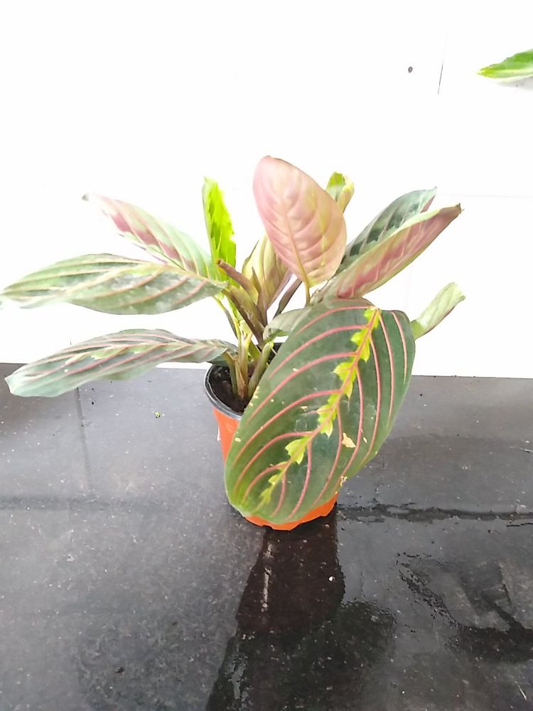 Red Maranta | PlantVine