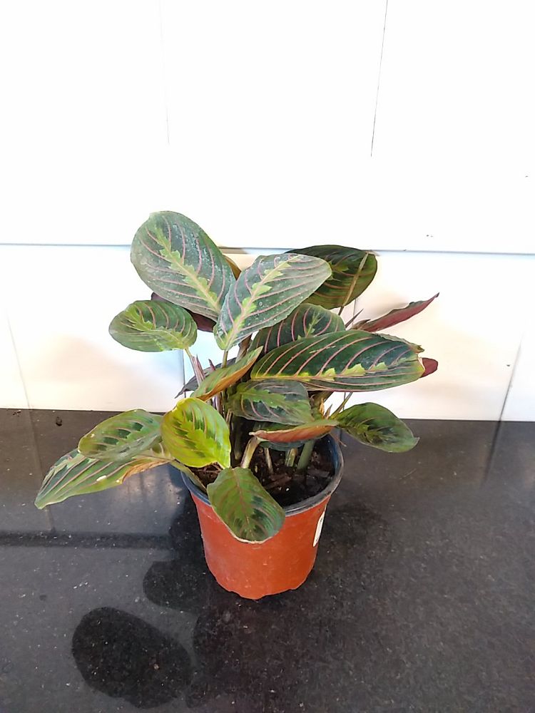 Red Maranta | PlantVine
