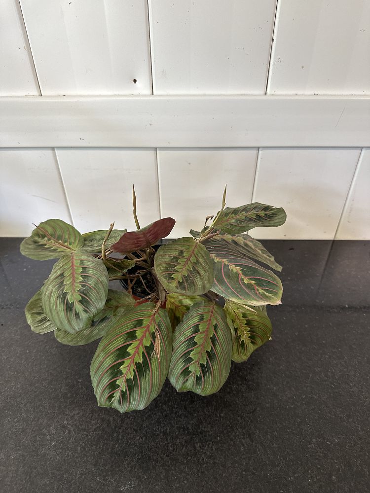 Red Maranta | PlantVine