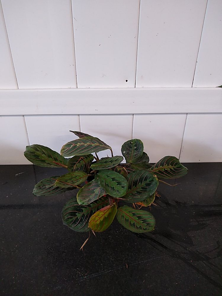 Red Maranta | PlantVine