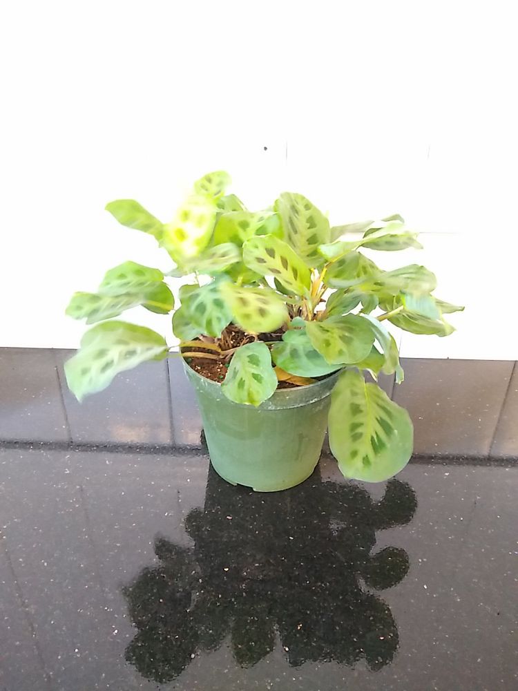 Green Maranta, Maranta leuconeura kerchoviana, Green Prayer Plant ...