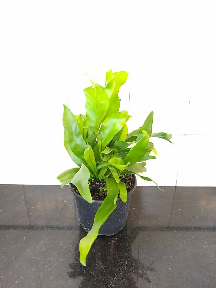 Elkhorn Fern | PlantVine