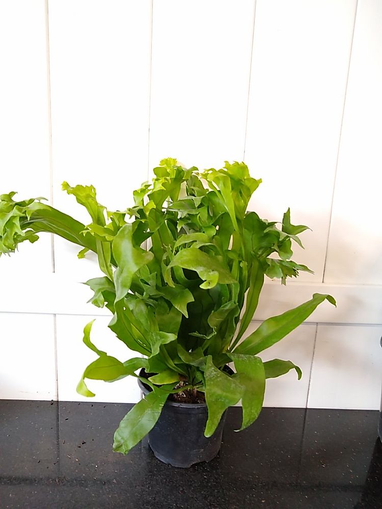 Elkhorn Fern | PlantVine