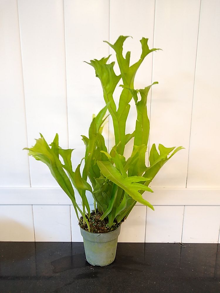 Elkhorn Fern | PlantVine
