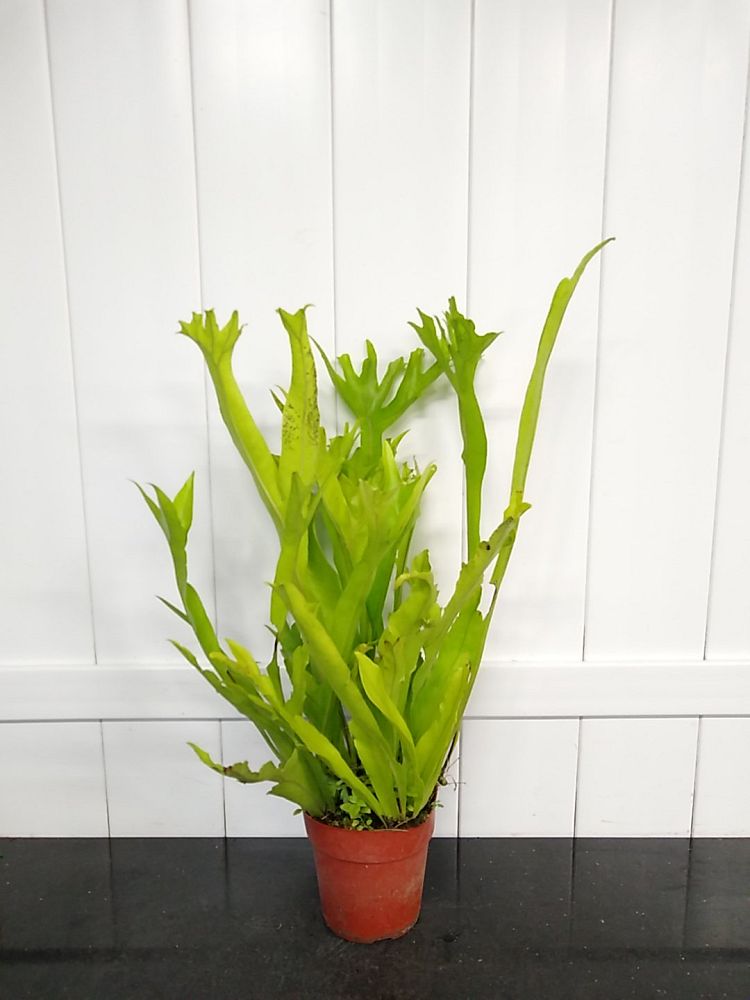 Elkhorn Fern | PlantVine