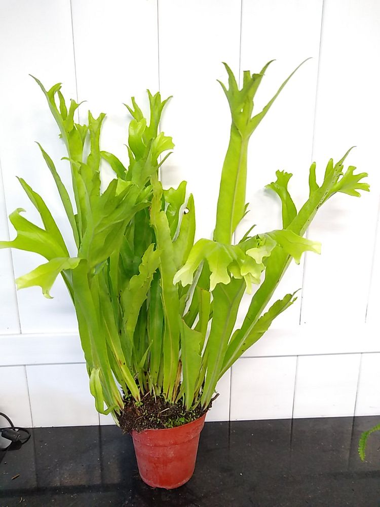 Elkhorn Fern | PlantVine