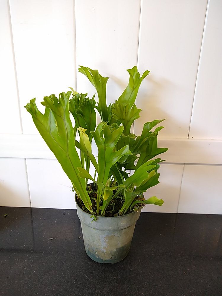 Elkhorn Fern | PlantVine