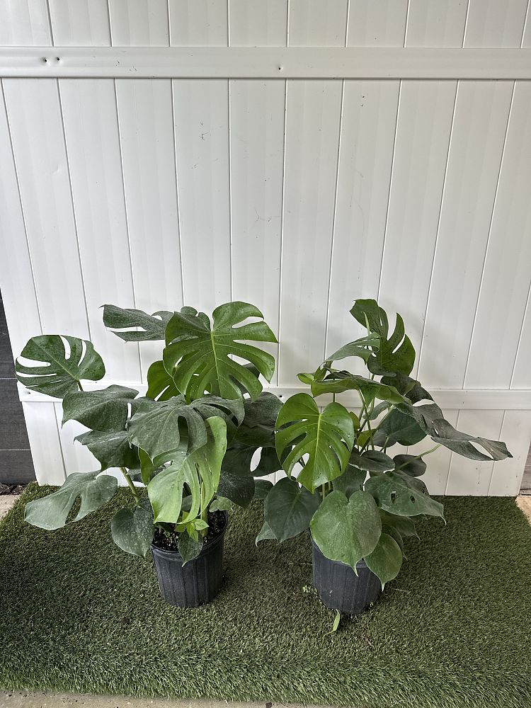 Buy Monstera Deliciosa, Swiss Cheese Plant For Sale Online