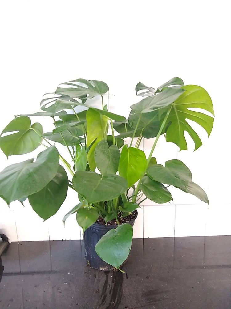 Buy Monstera Deliciosa, Swiss Cheese Plant For Sale Online
