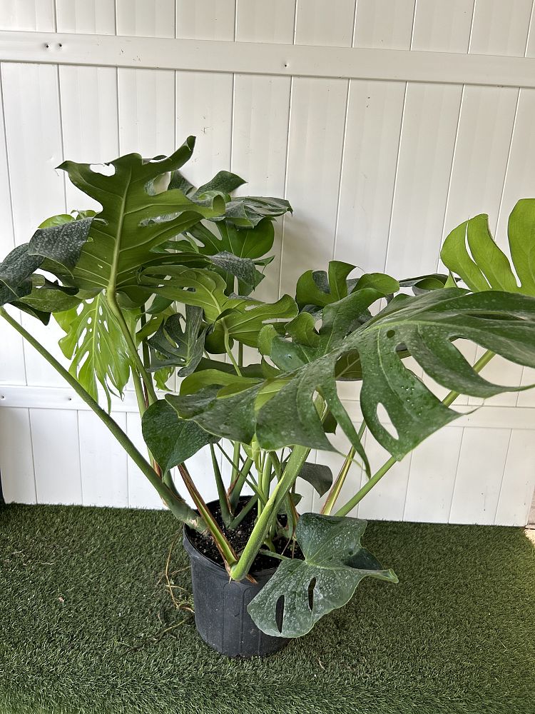 Buy Monstera Deliciosa, Swiss Cheese Plant For Sale Online