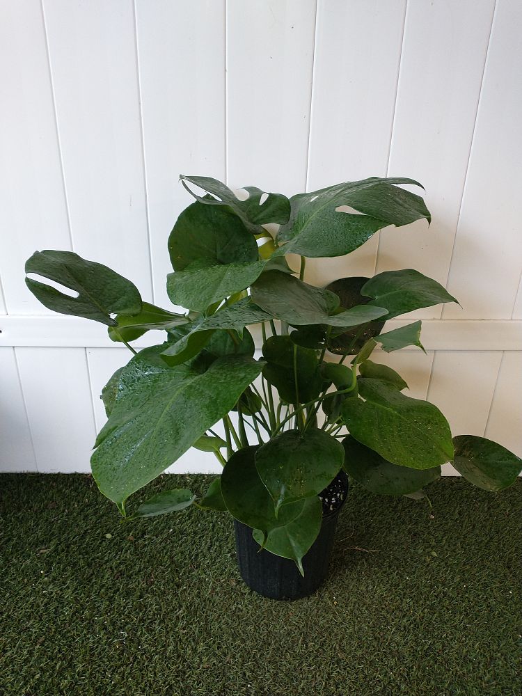 Buy Monstera Deliciosa, Swiss Cheese Plant For Sale Online