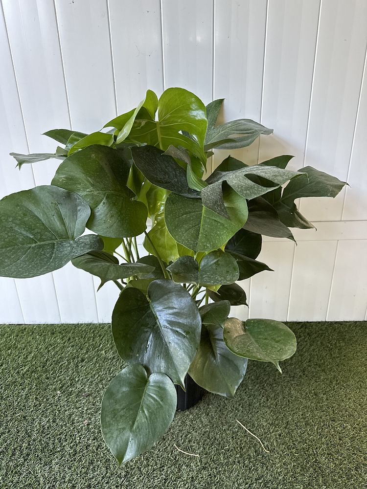 Buy Monstera Deliciosa, Swiss Cheese Plant For Sale Online