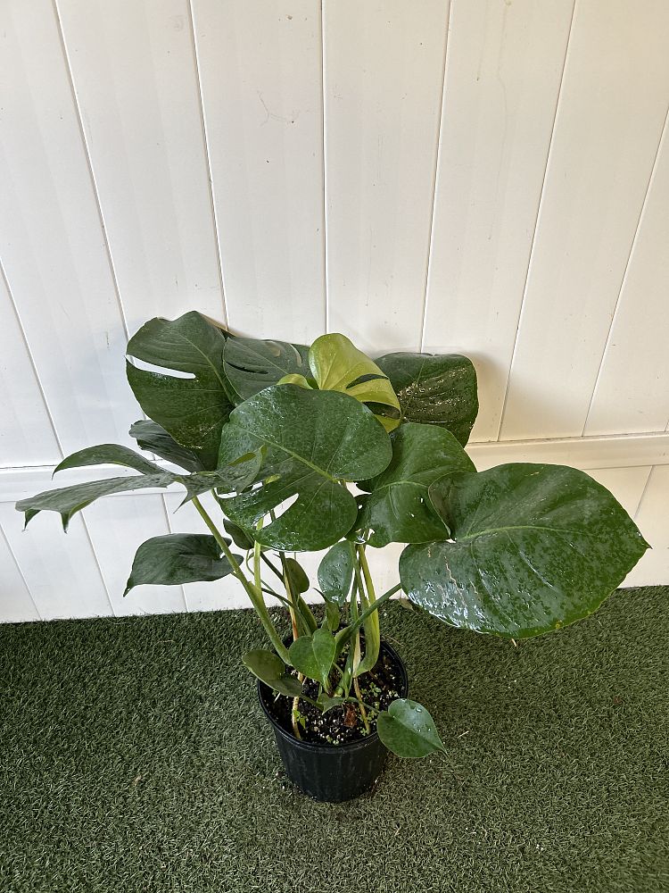 Buy Monstera Deliciosa, Swiss Cheese Plant For Sale Online