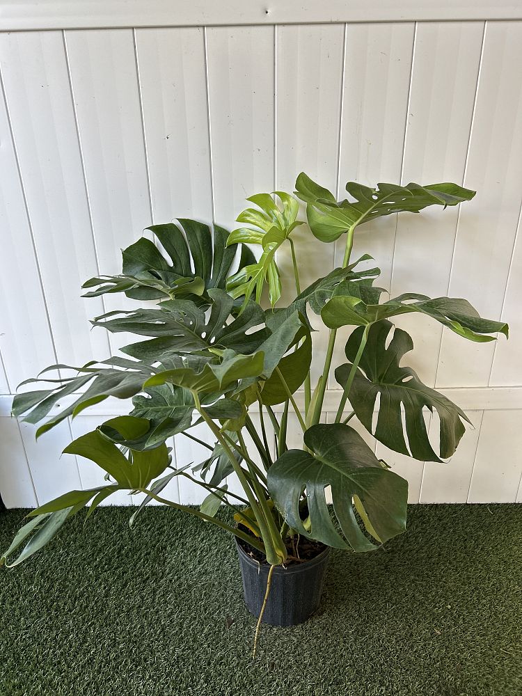 Buy Monstera Deliciosa, Swiss Cheese Plant For Sale Online