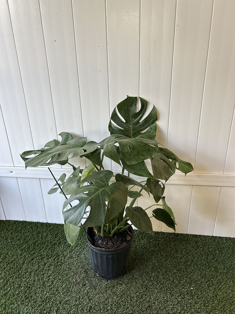Buy Monstera Deliciosa, Swiss Cheese Plant For Sale Online
