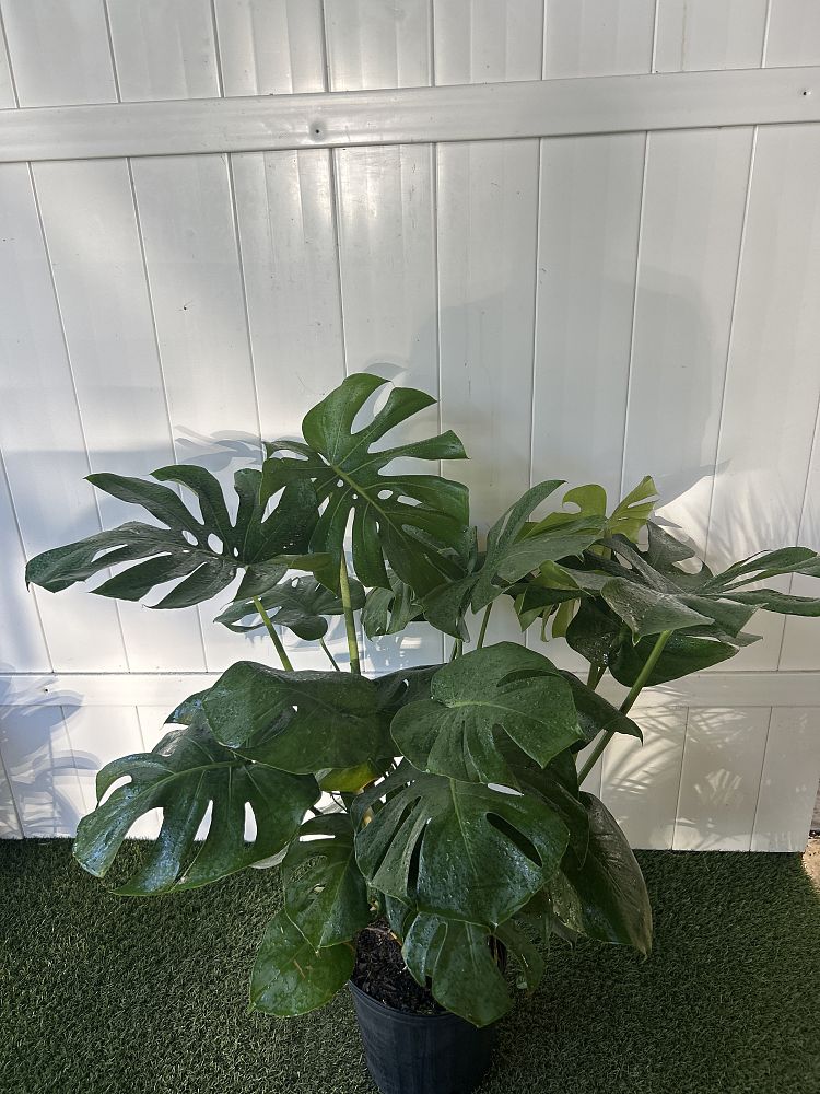Buy Monstera Deliciosa, Swiss Cheese Plant For Sale Online