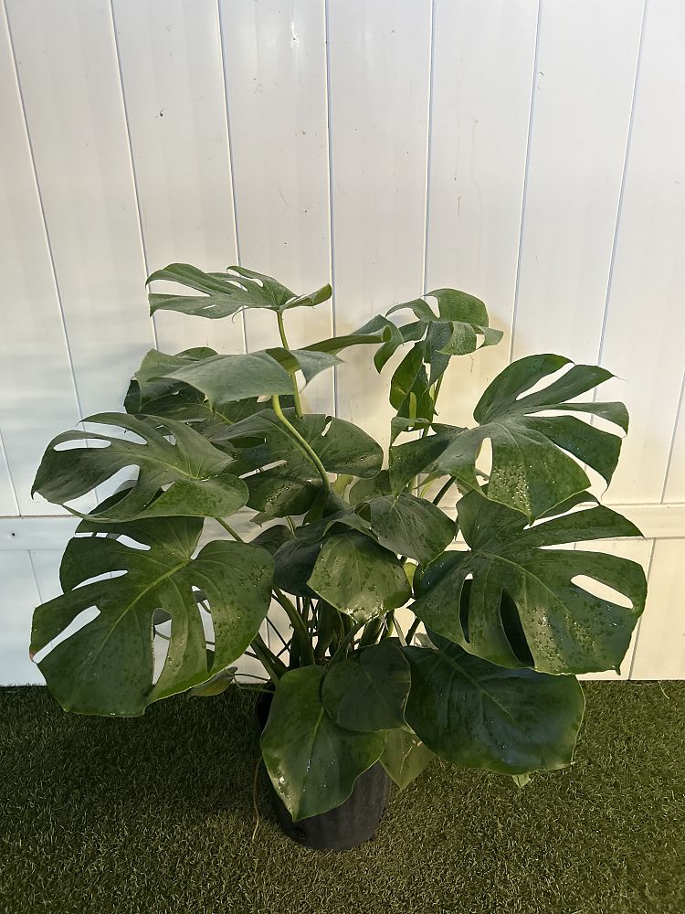 Buy Monstera Deliciosa, Swiss Cheese Plant For Sale Online