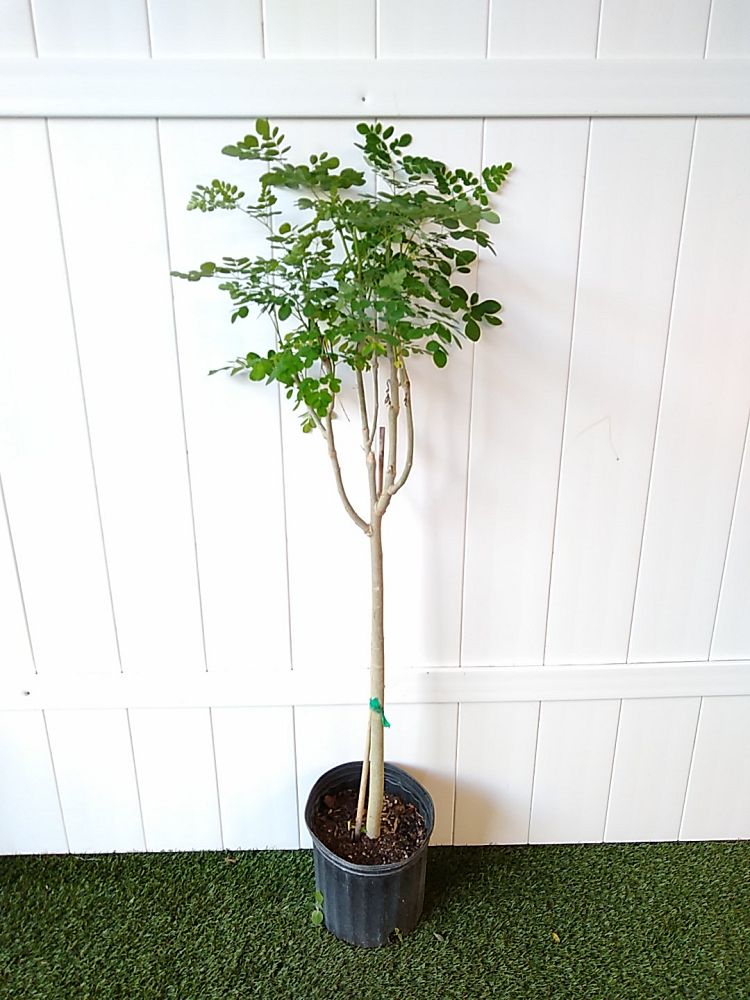 Moringa oleifera, Horseradish Tree | PlantVine