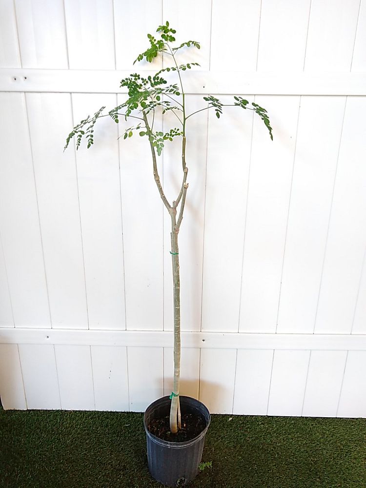 Moringa oleifera, Horseradish Tree | PlantVine