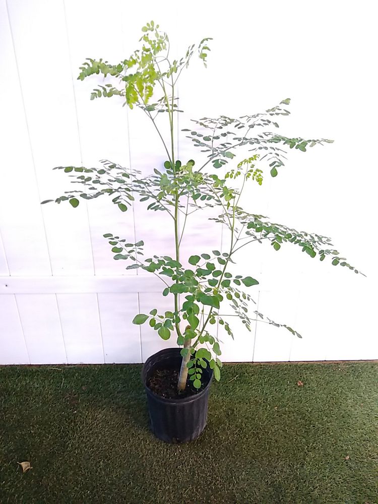 Moringa oleifera, Horseradish Tree | PlantVine