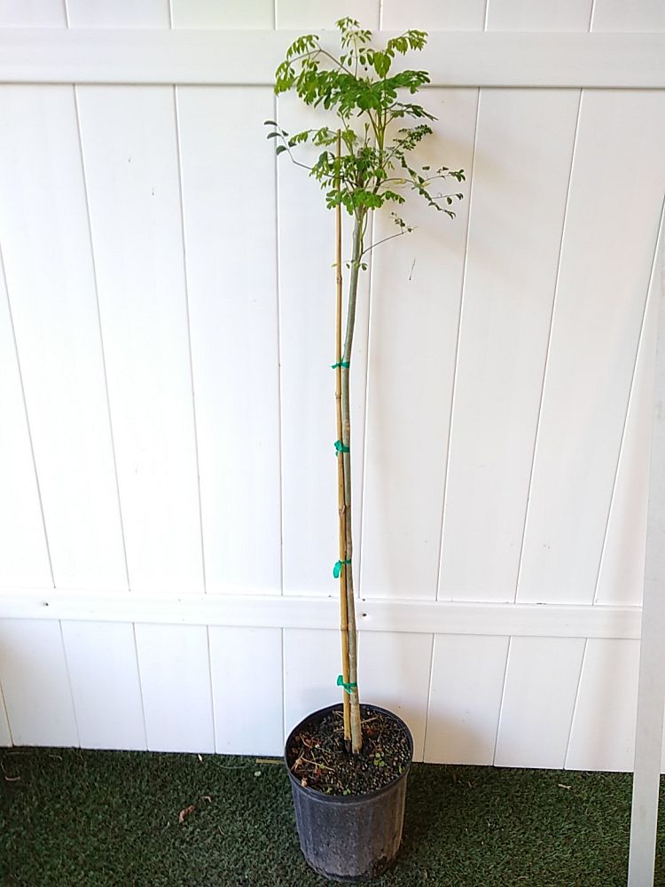 Moringa oleifera, Horseradish Tree | PlantVine