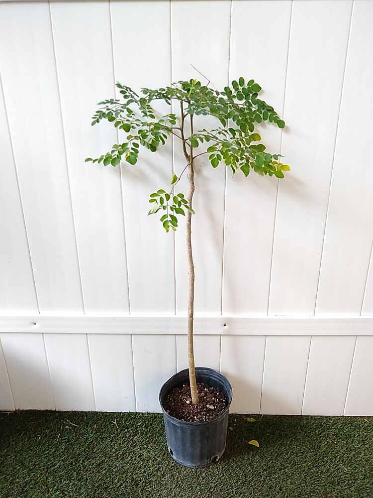Moringa oleifera, Horseradish Tree | PlantVine