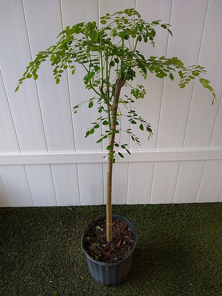Moringa oleifera, Horseradish Tree | PlantVine