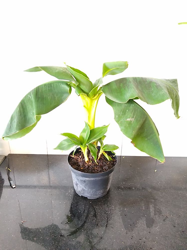 Musa acuminata ‘Super Dwarf Banana’, Banana | PlantVine