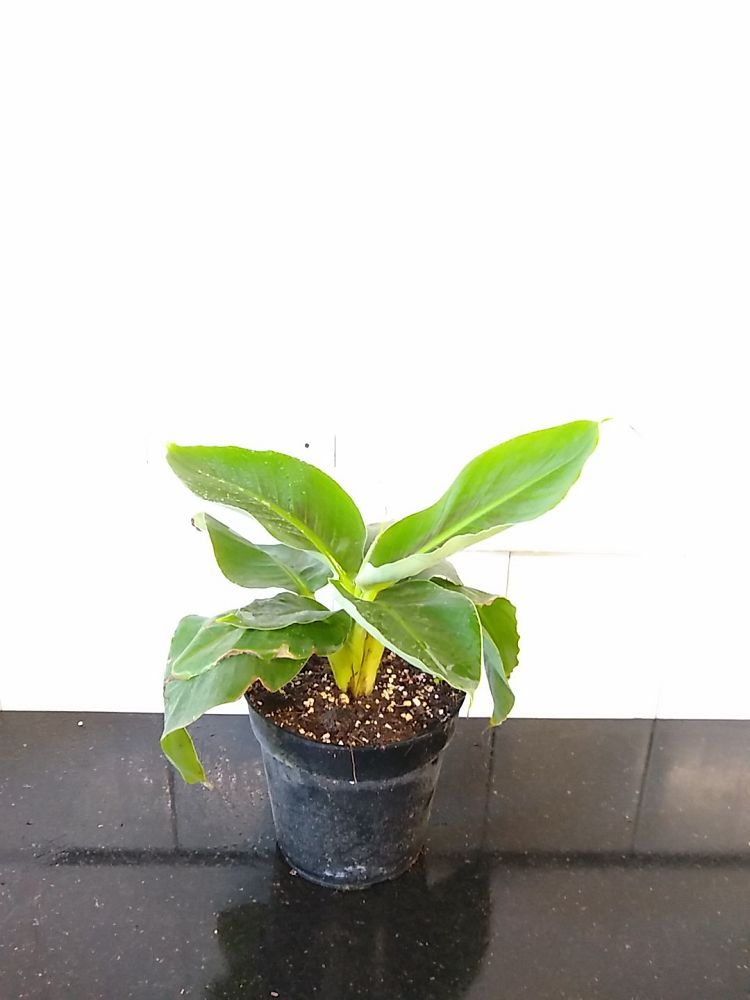 Musa acuminata ‘Super Dwarf Banana’, Banana | PlantVine