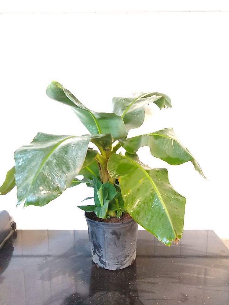 Musa acuminata ‘Super Dwarf Banana’, Banana | PlantVine