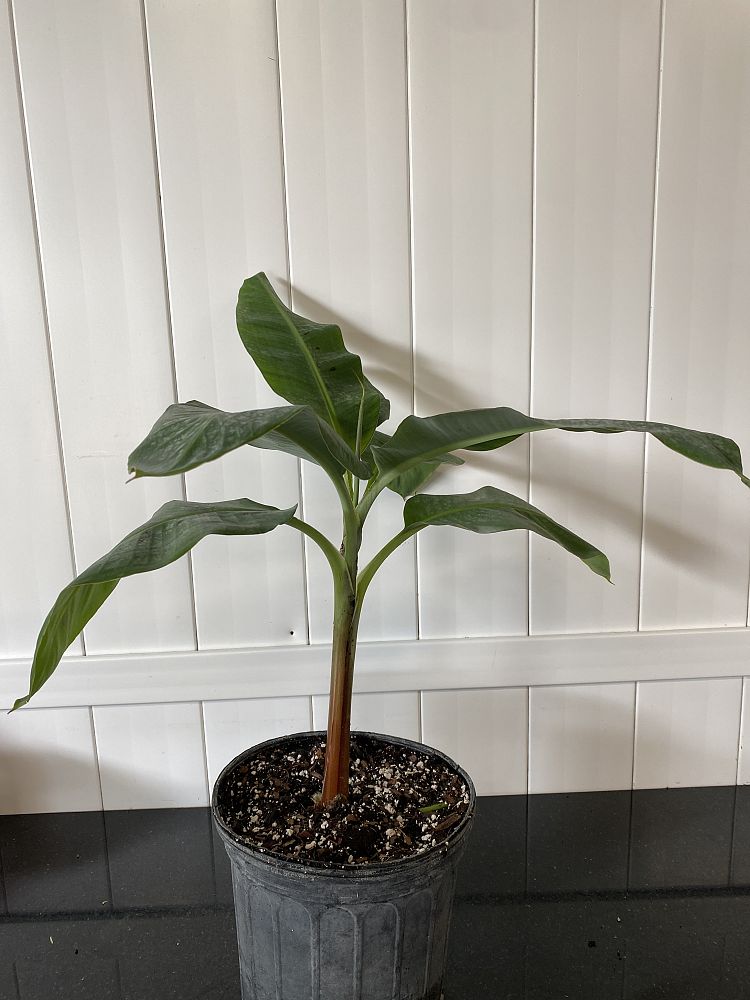 Musa acuminata ‘Super Dwarf Banana’, Banana | PlantVine